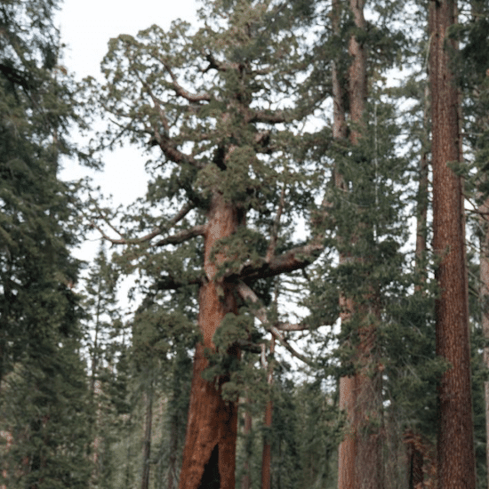 Stay in Style: Top Hotel in Sonora, California | Hotel Lumberjack